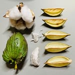 Understanding Cotton Fabric: Types, Properties, And Applications ...