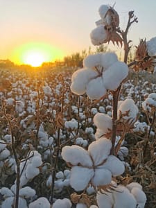 Understanding Cotton Fabric: Types, Properties, And Applications ...