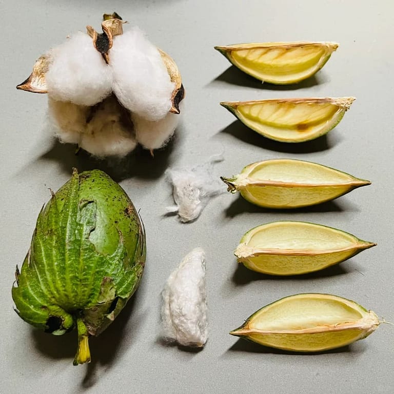 Understanding Cotton Fabric: Types, Properties, And Applications ...